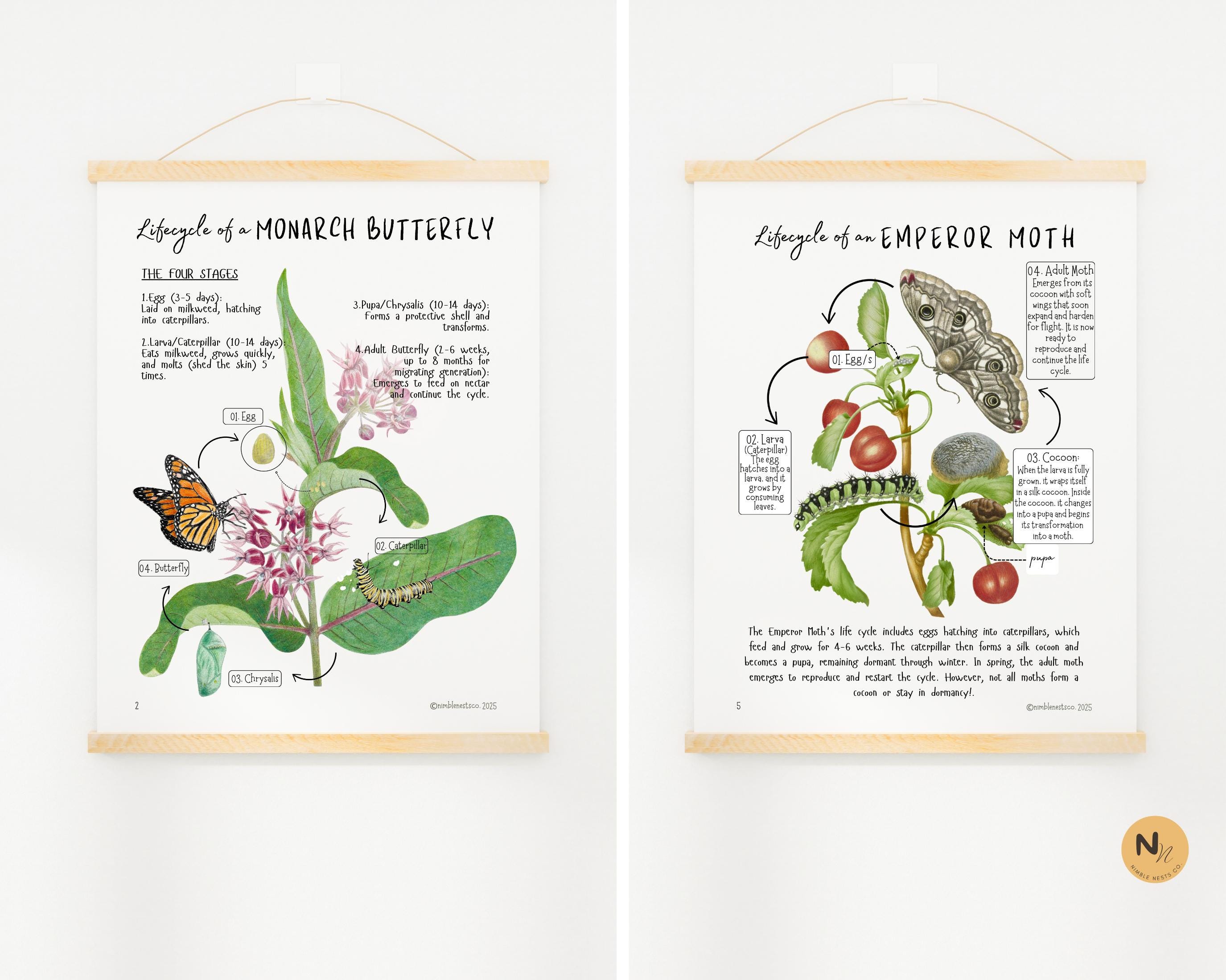 Butterfly & Moth Unit,butterfly Study,spring Homeschool Nature ...