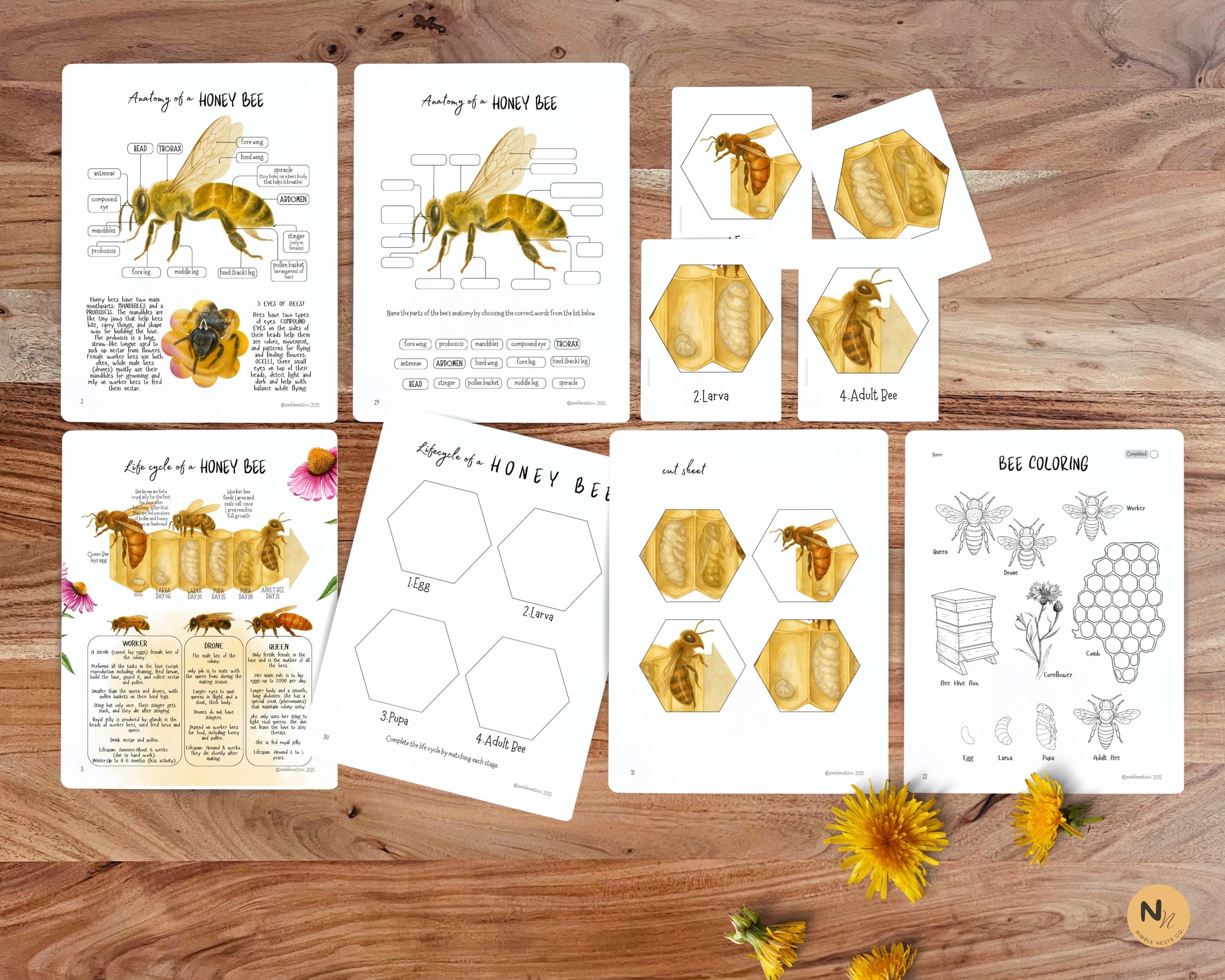 Honey Bee Unit Study: Bee Lifecycle, Anatomy & Pollination (PDF) - Etsy