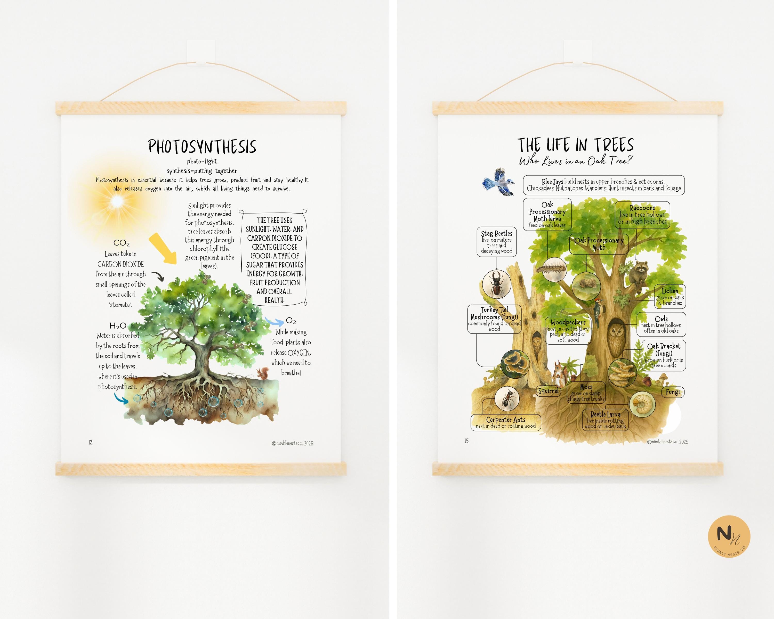 Trees Mini Unit,tree Life Cycle,tree Anatomy,trees in Winter,oak Tree ...