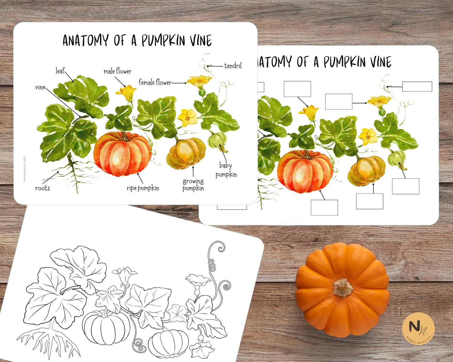 Pumpkin Anatomy Printable: Fall Homeschool Activity (PDF) - Etsy
