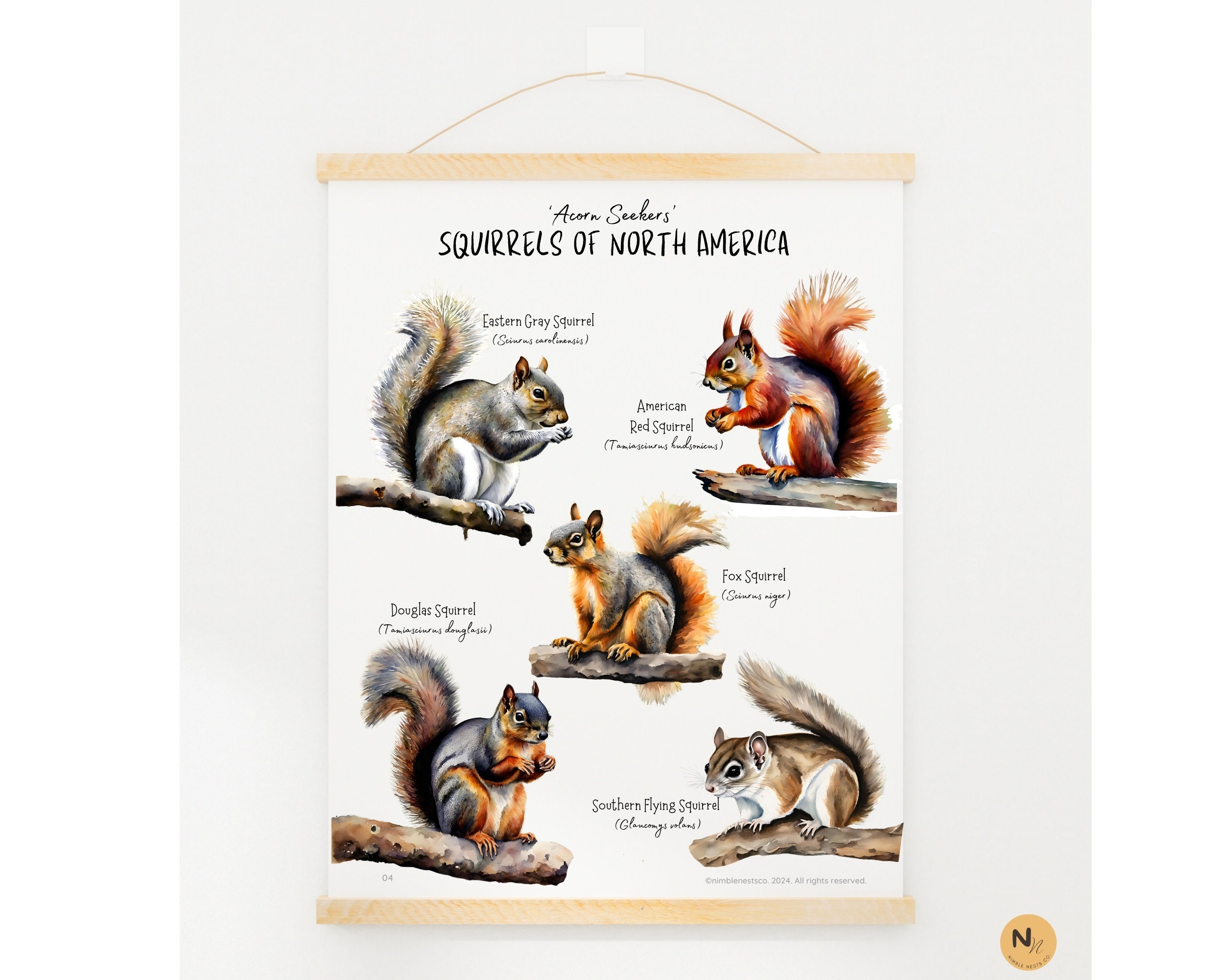 Squirrel Anatomy & Life Cycle Mini Unit Study (PDF Download) - Etsy
