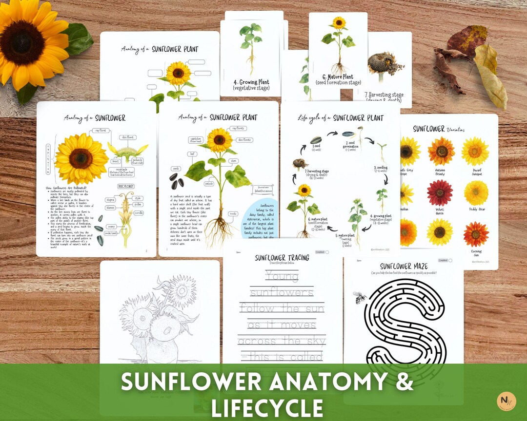 Sunflower Anatomy & Lifecycle Printable: Homeschool Activity Pack (PDF ...