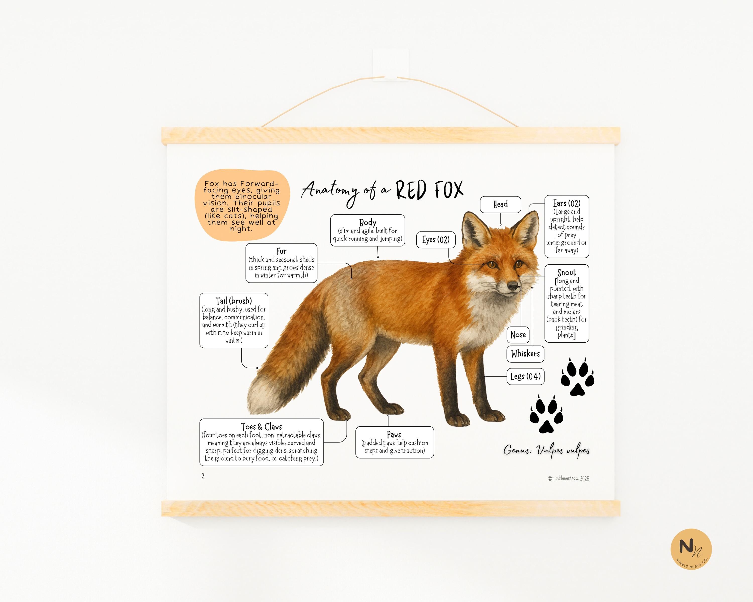 Fox Unit Study: Fox Anatomy, Red Fox Life Cycle, Fox Species Poster ...