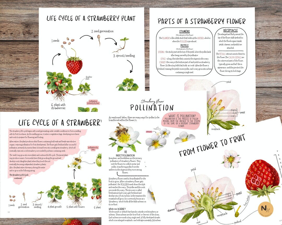 Strawberry MINI Study, Strawberry Life Cycle, Strawberry Anatomy ...