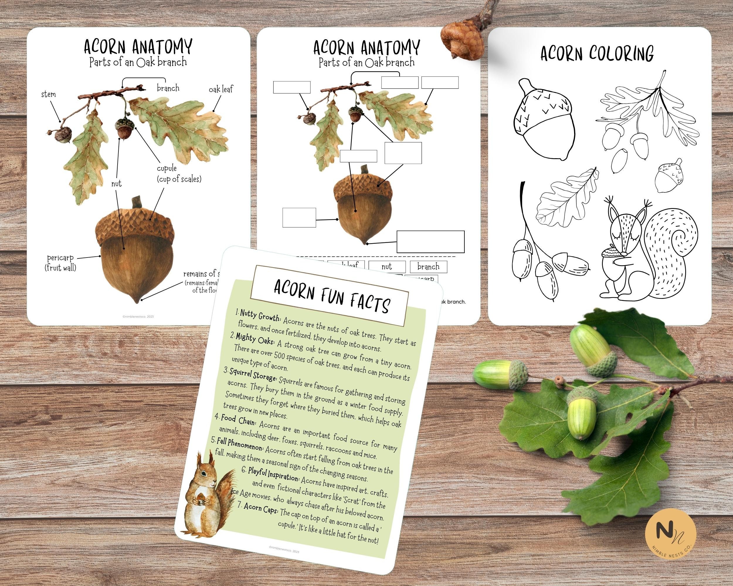 ACORN Anatomy, Parts of an OAK Branch, Acorn Mini Study, Fall Activity ...