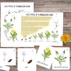 DANDELION Unit Study,spring Activity,plant Anatomy,flower Unit ...