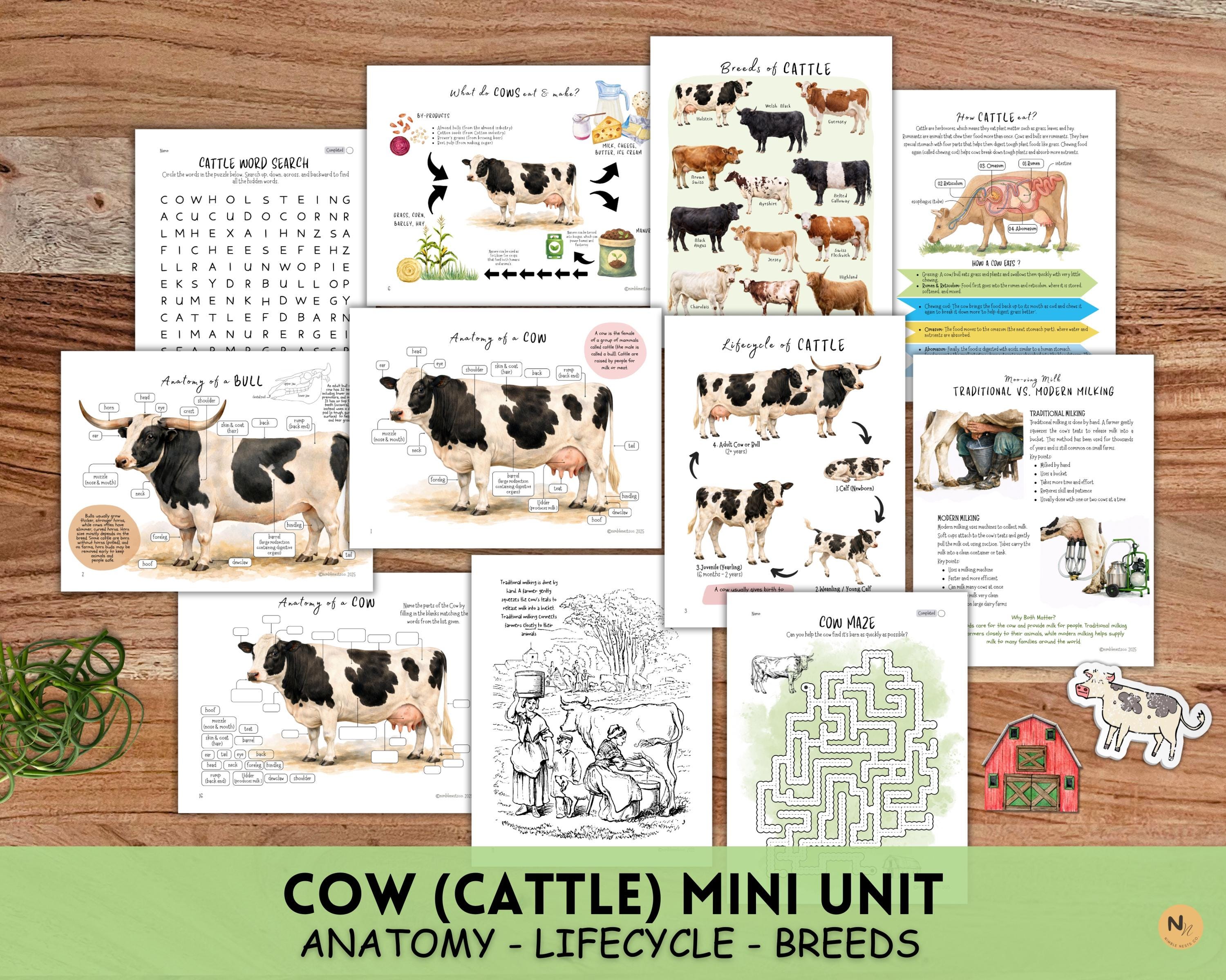 Cow Mini Unit: Cow and Bull Anatomy, Lifecycle, Farm Animals, Breeds of ...