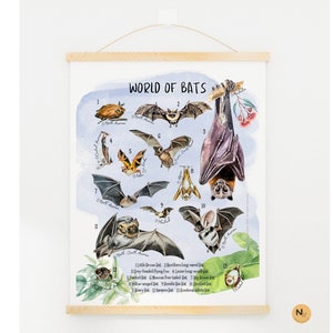 Bats Mini Study,bat Life Cycle,bat Anatomy,mammal Study,homeschool Fall ...