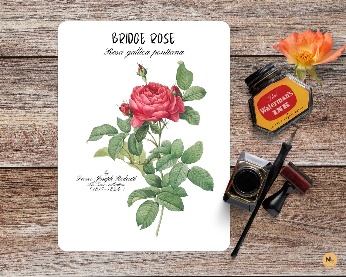 Rose Mini Unit Study,rose Anatomy,rose Nature Study, Spring Flower ...