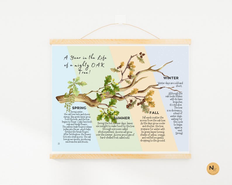 Trees Mini Unit,tree Life Cycle,tree Anatomy,trees in Winter,oak Tree ...