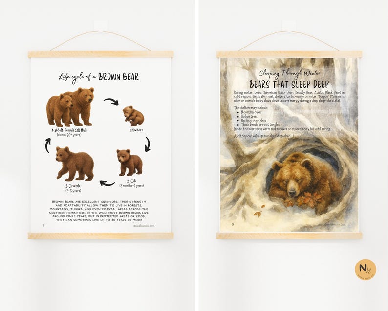Grizzly Bear and Black Bear Mini Unit: Bear Anatomy & Lifecycle, Bear ...