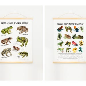 Frog Life Cycle & Anatomy Poster: Spring Homeschool Curriculum (PDF) - Etsy