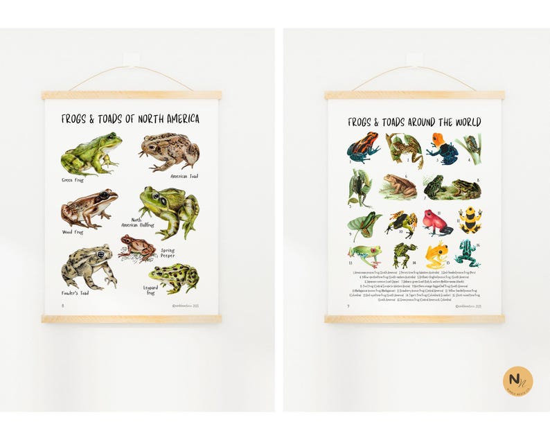 Ciclo de vida y anatomía de la rana, Anatomía del sapo, Póster de ranas ...