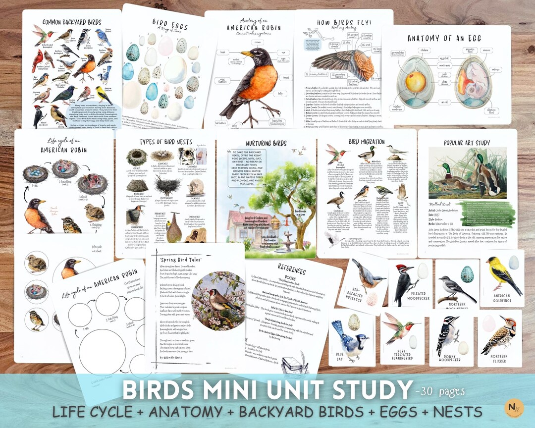 Bird Unit Study: Anatomy, Life Cycle, Backyard Birds (PDF) - Etsy