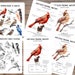 Birds in Winter, Birds Mini Study, Migratory Birds, Winter Birds ...