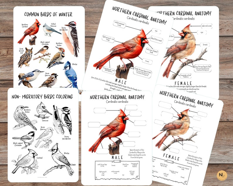 Birds in Winter, Birds Mini Study, Migratory Birds, Winter Birds ...