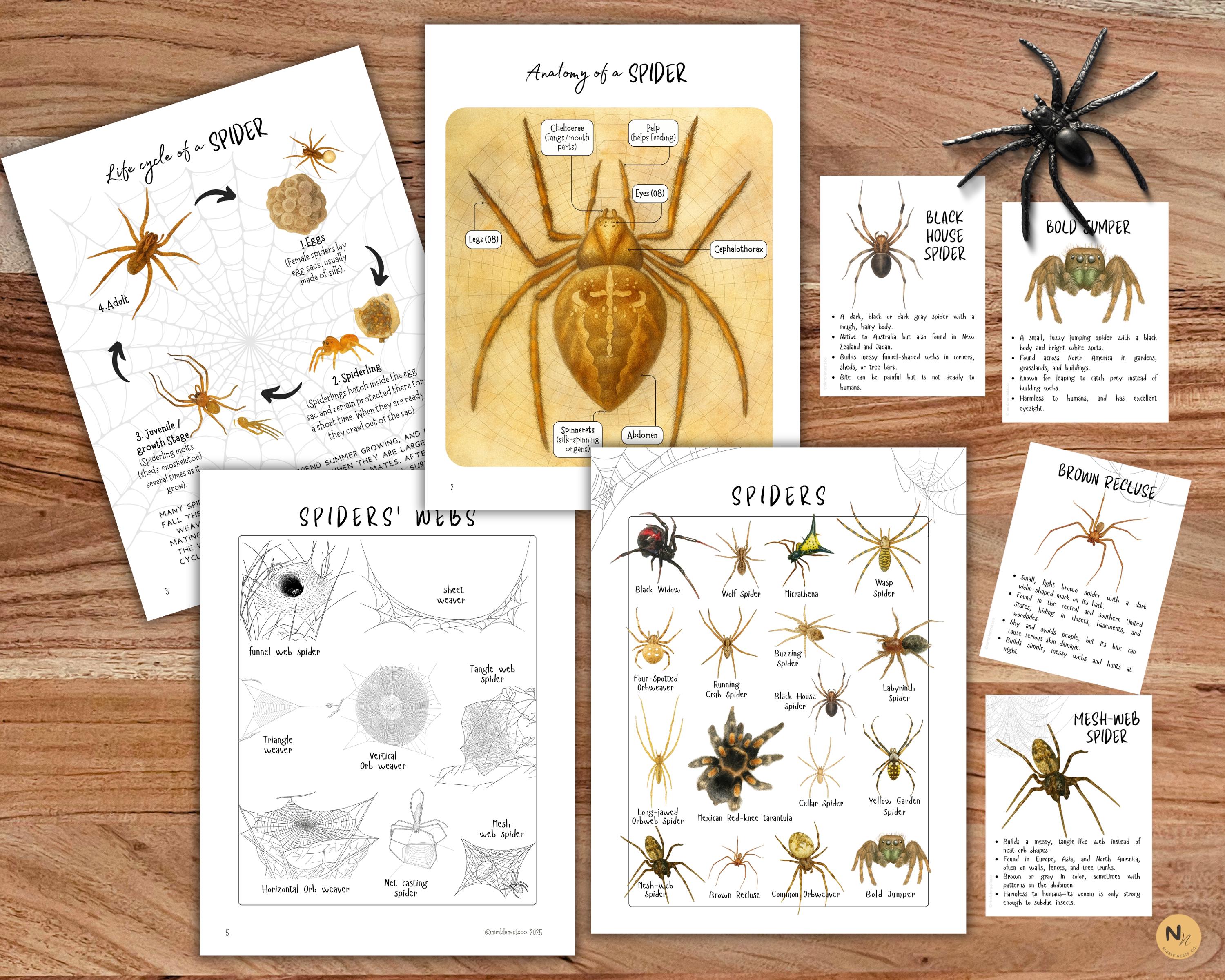 Spider Unit Study: Anatomy, Lifecycle, Webs, Craft, Fall Unit, Autumn ...