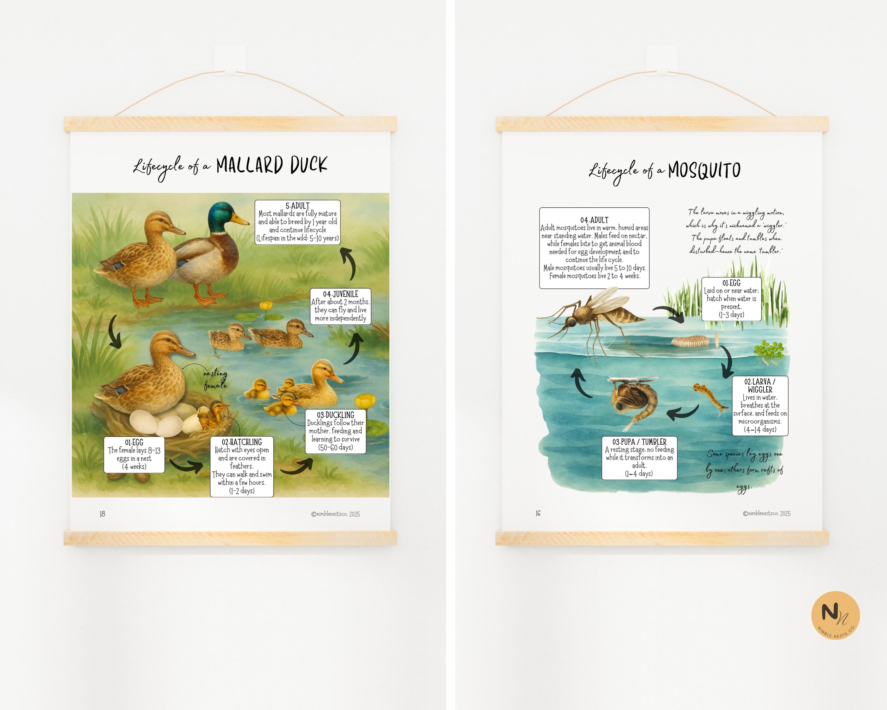 Pond Life Cycle Unit Study: Homeschool Nature Science (PDF) - Etsy