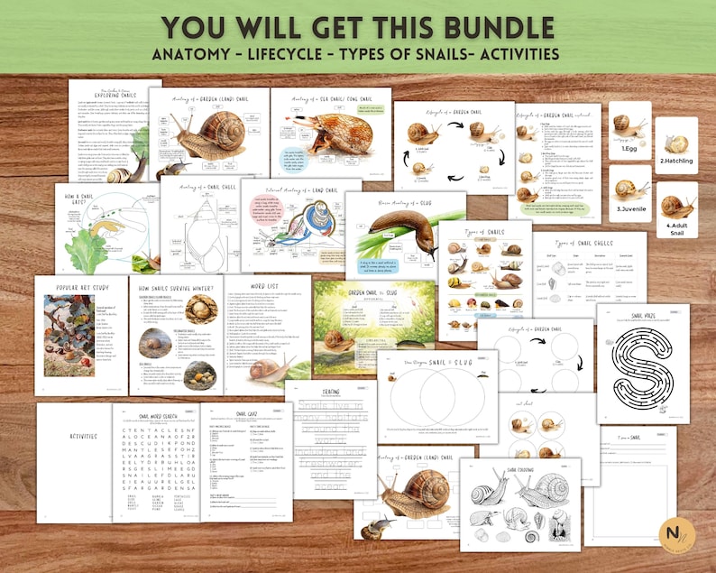 Snail & Slug Unit: Snail Anatomy and Lifecycle, Mollusk Unit Study ...