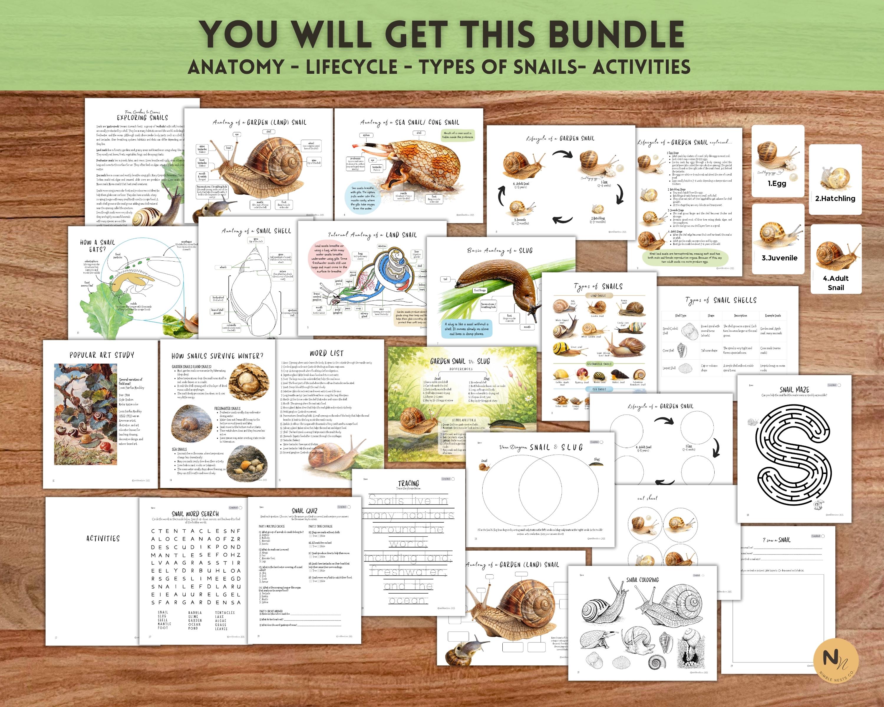 Snail & Slug Unit: Snail Anatomy and Lifecycle, Mollusk Unit Study ...