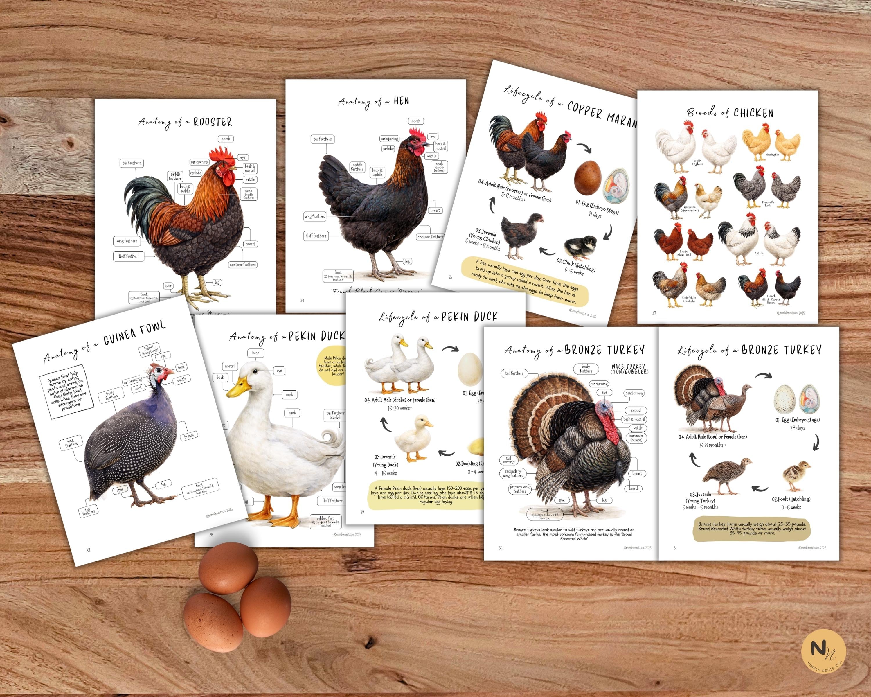 Farm Animals Unit Study PDF: Printable Farm Animal Life Cycles, Anatomy ...