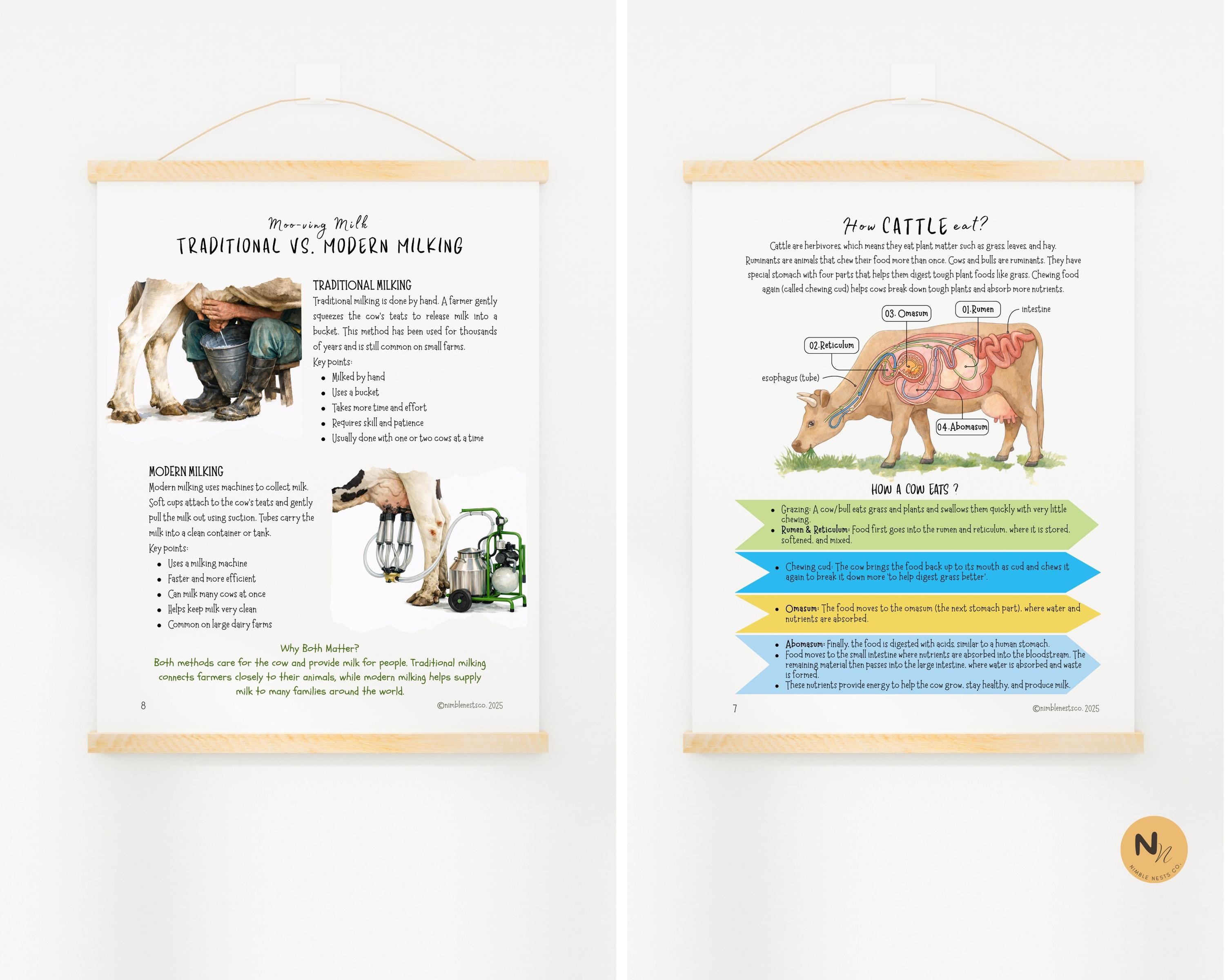 Cow Mini Unit: Cow and Bull Anatomy, Lifecycle, Farm Animals, Breeds of ...