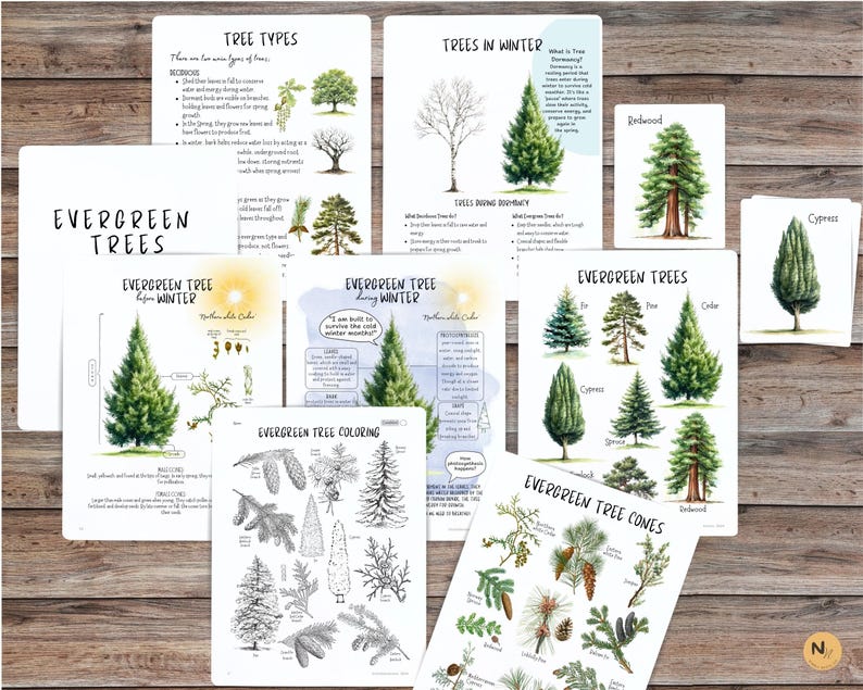 Winter Trees Mini Unit Study: Evergreen & Deciduous (PDF) - Etsy