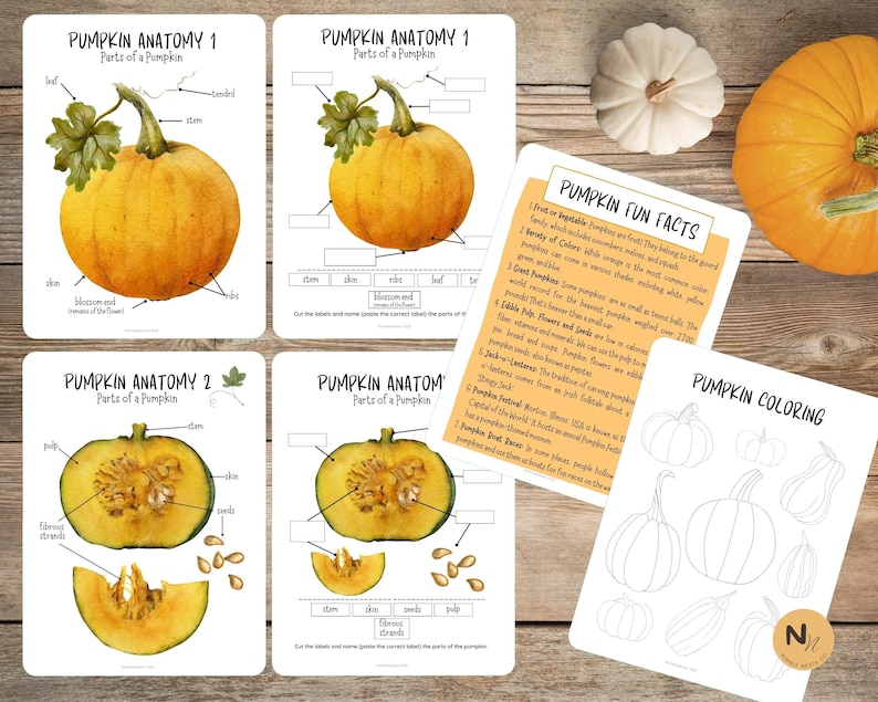 Pumpkin Anatomy Mini Study: Fall Activity for Kids (PDF) - Etsy