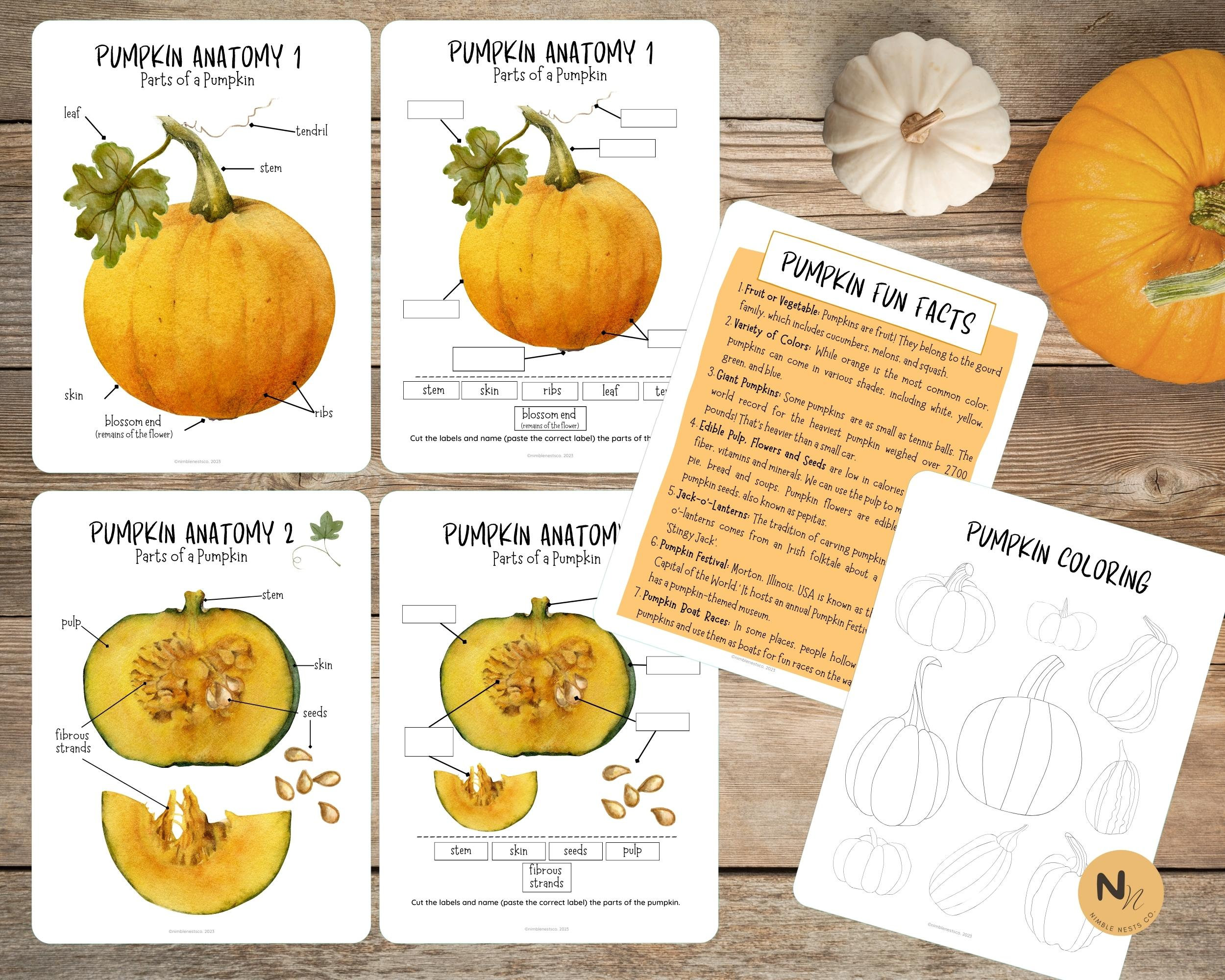 Pumpkin Anatomy Mini Study: Fall Activity for Kids (PDF) - Etsy
