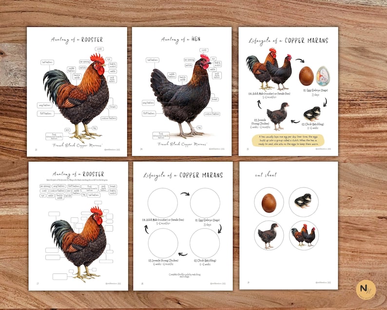 Chicken Mini Unit: Rooster & Hen Anatomy, Lifecycle, Breeds of Chicken ...