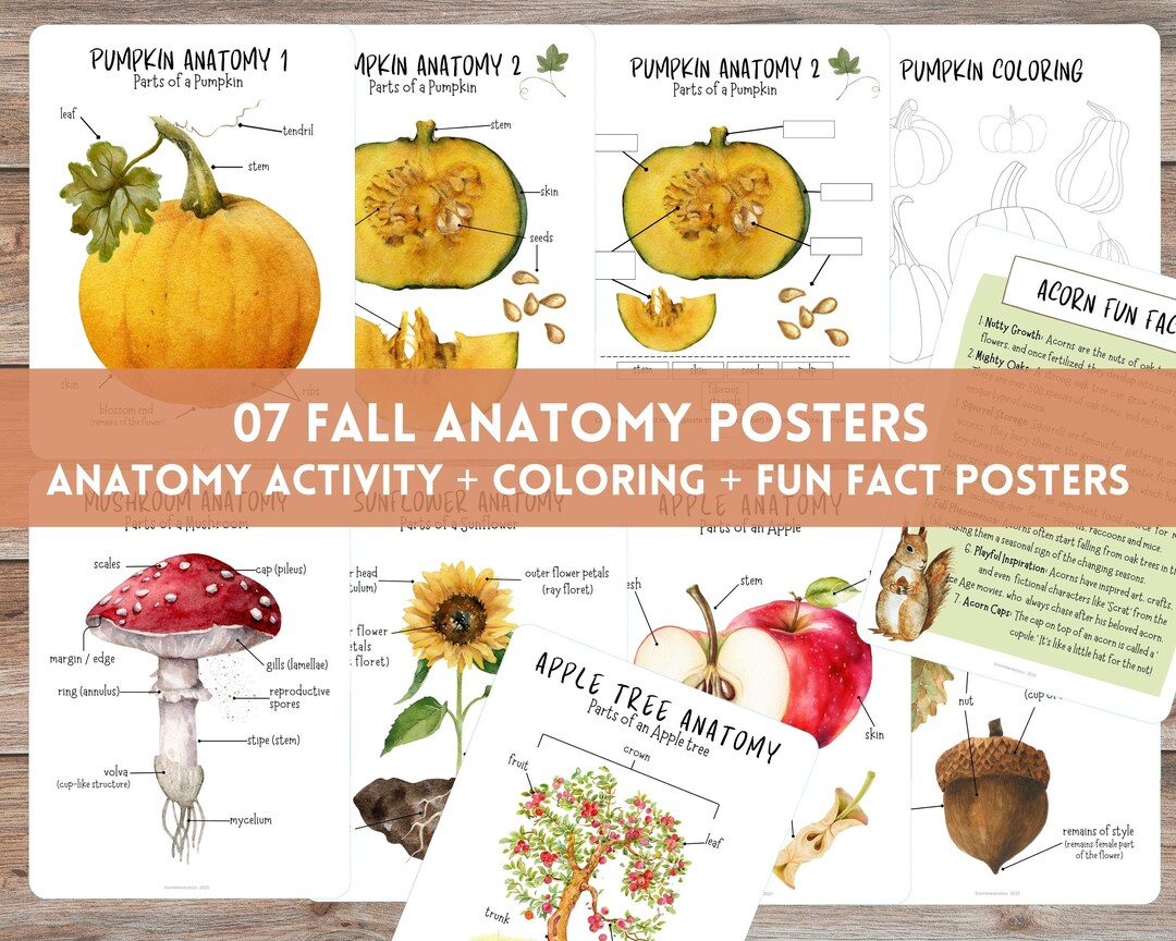 Fall Anatomy Posters Bundle: Pumpkin, Apple, Sunflower + More (PDF) - Etsy