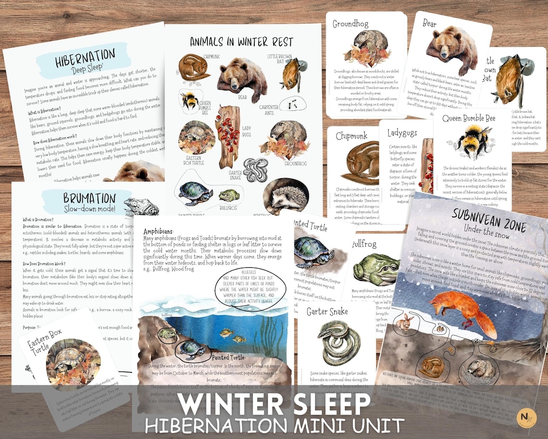 Hibernation MINI Pack, Winter Sleep Animals, Homeschool Winter ...