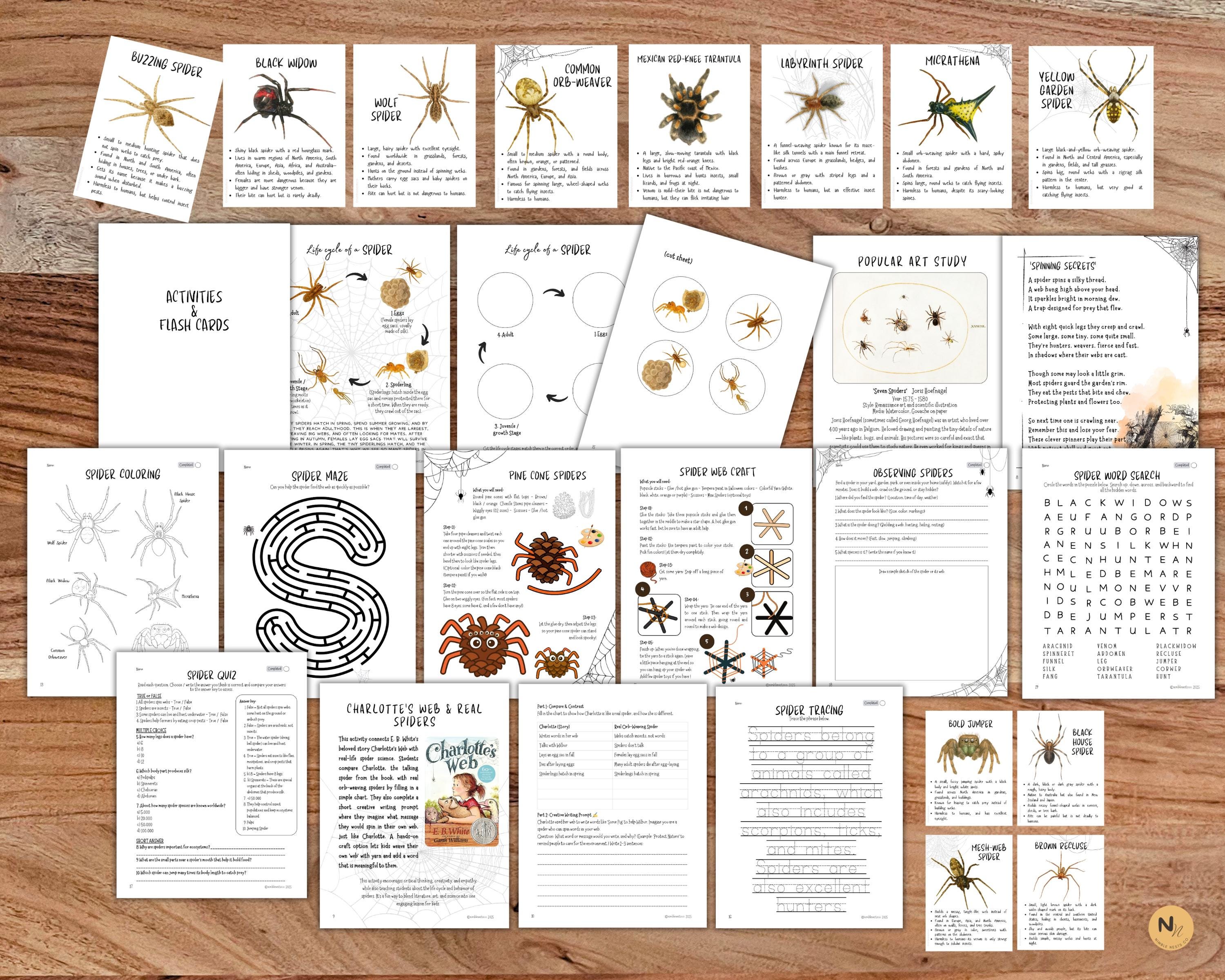 Spider Unit Study: Anatomy, Lifecycle, Webs, Craft, Fall Unit, Autumn ...
