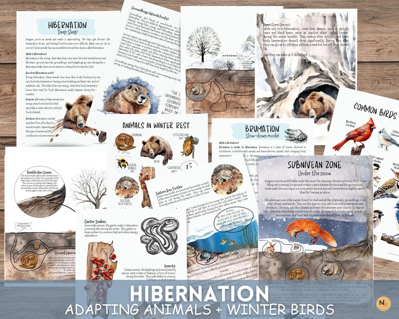 Winter Animals Hibernation Unit Study: Homeschool Printable (PDF) - Etsy