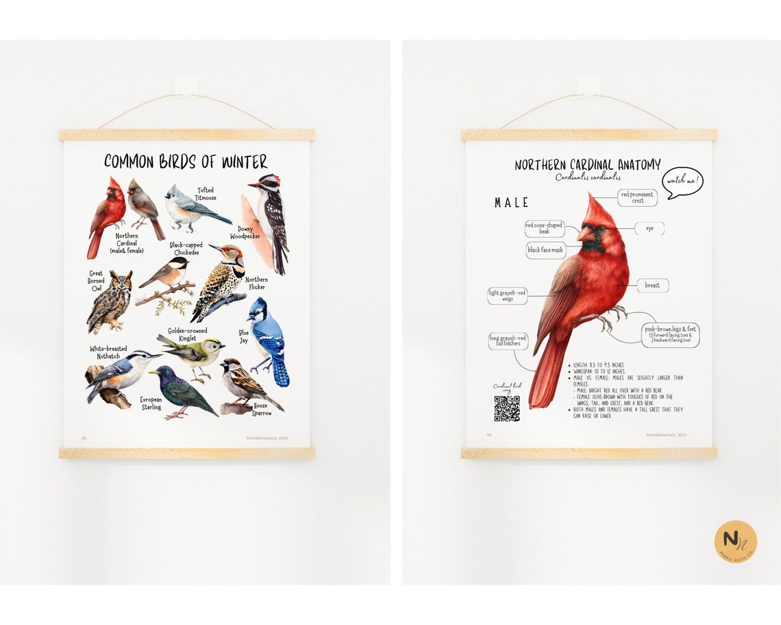 Winter Birds Flashcards: Backyard Study, Homeschool Printable (PDF) - Etsy