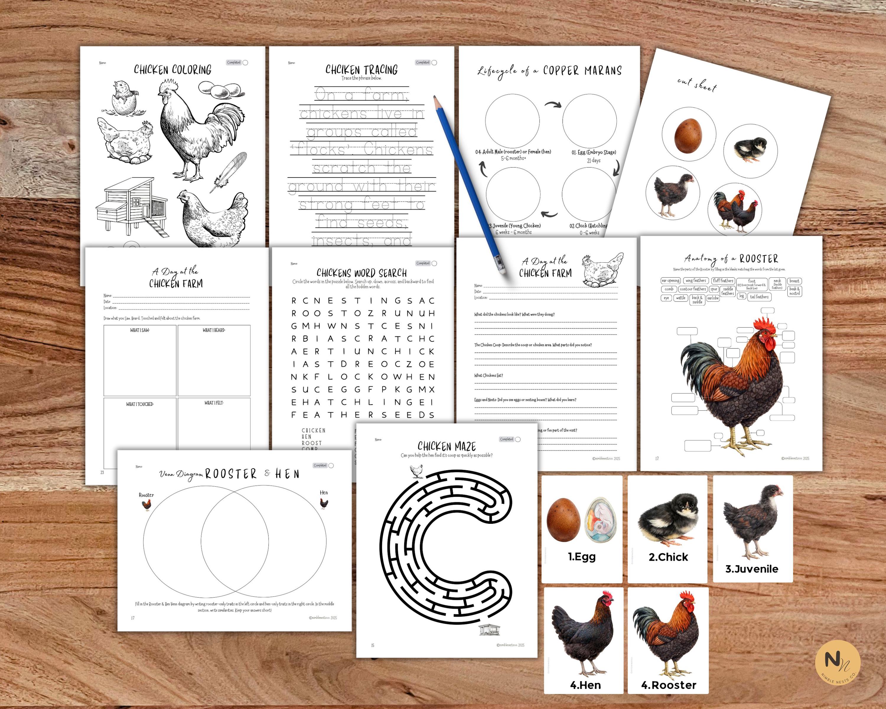 Chicken Mini Unit: Rooster & Hen Anatomy, Lifecycle, Breeds of Chicken ...