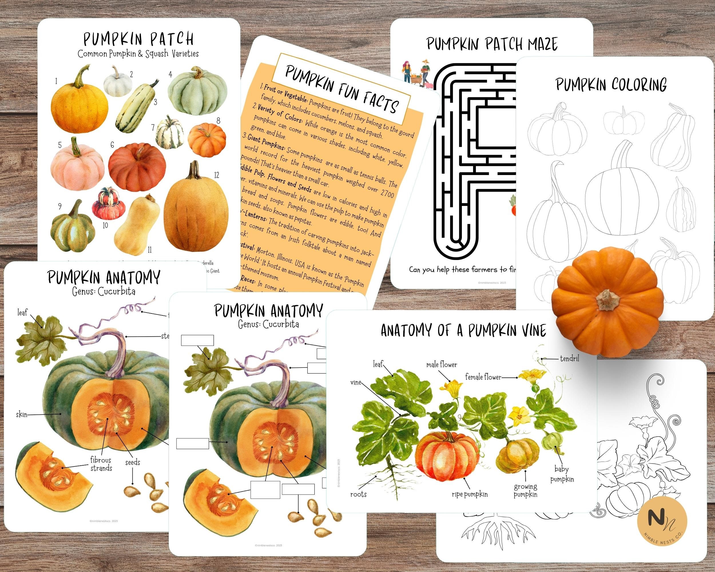Pumpkin Life Cycle & Anatomy Mini Unit Study (PDF) - Etsy