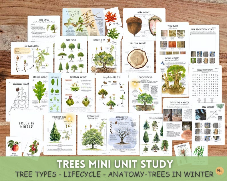 Trees Mini Unit,tree Life Cycle,tree Anatomy,trees in Winter,oak Tree ...