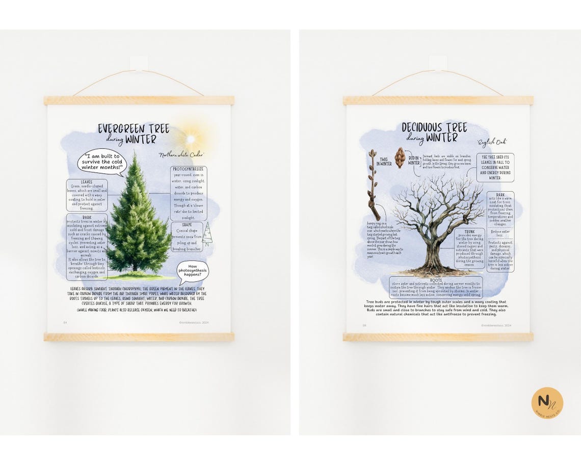 Winter Trees Mini Study, Tree Dormancy Study, Charlotte Mason Inspired ...