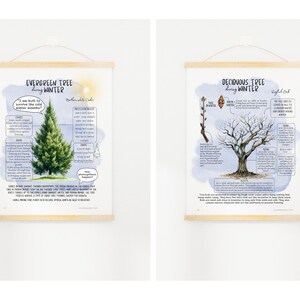 Winter Trees Mini Unit Study: Evergreen & Deciduous (PDF) - Etsy
