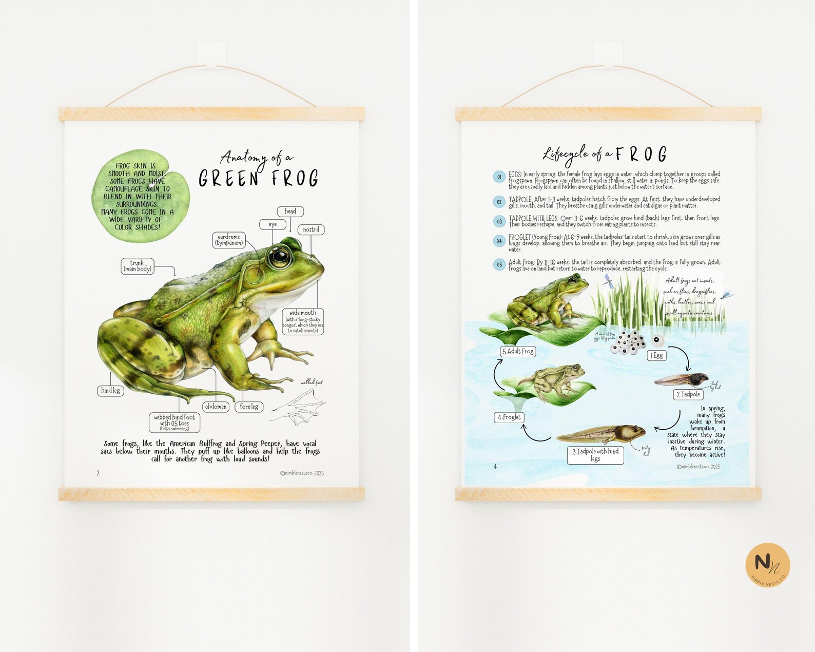 Frog Life Cycle & Anatomy Poster: Spring Homeschool Curriculum (PDF) - Etsy