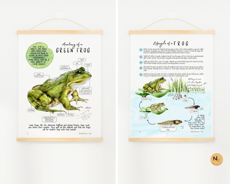 Frog Life Cycle & Anatomy Poster: Spring Homeschool Curriculum (PDF) - Etsy