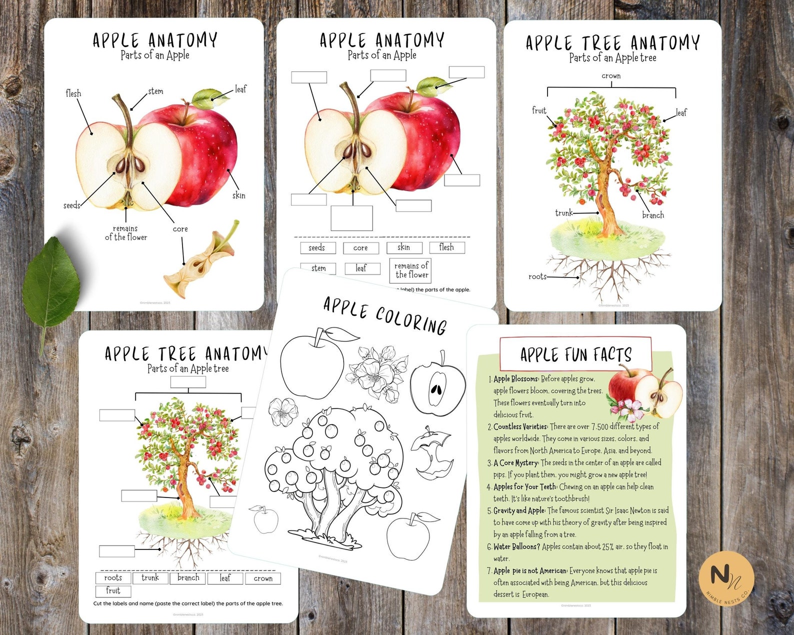 Apple Anatomy & Life Cycle Mini Study: Fall Kids Activity (PDF) - Etsy