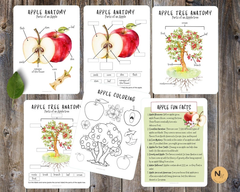 Apple Anatomy & Life Cycle Mini Study: Fall Kids Activity (PDF) - Etsy