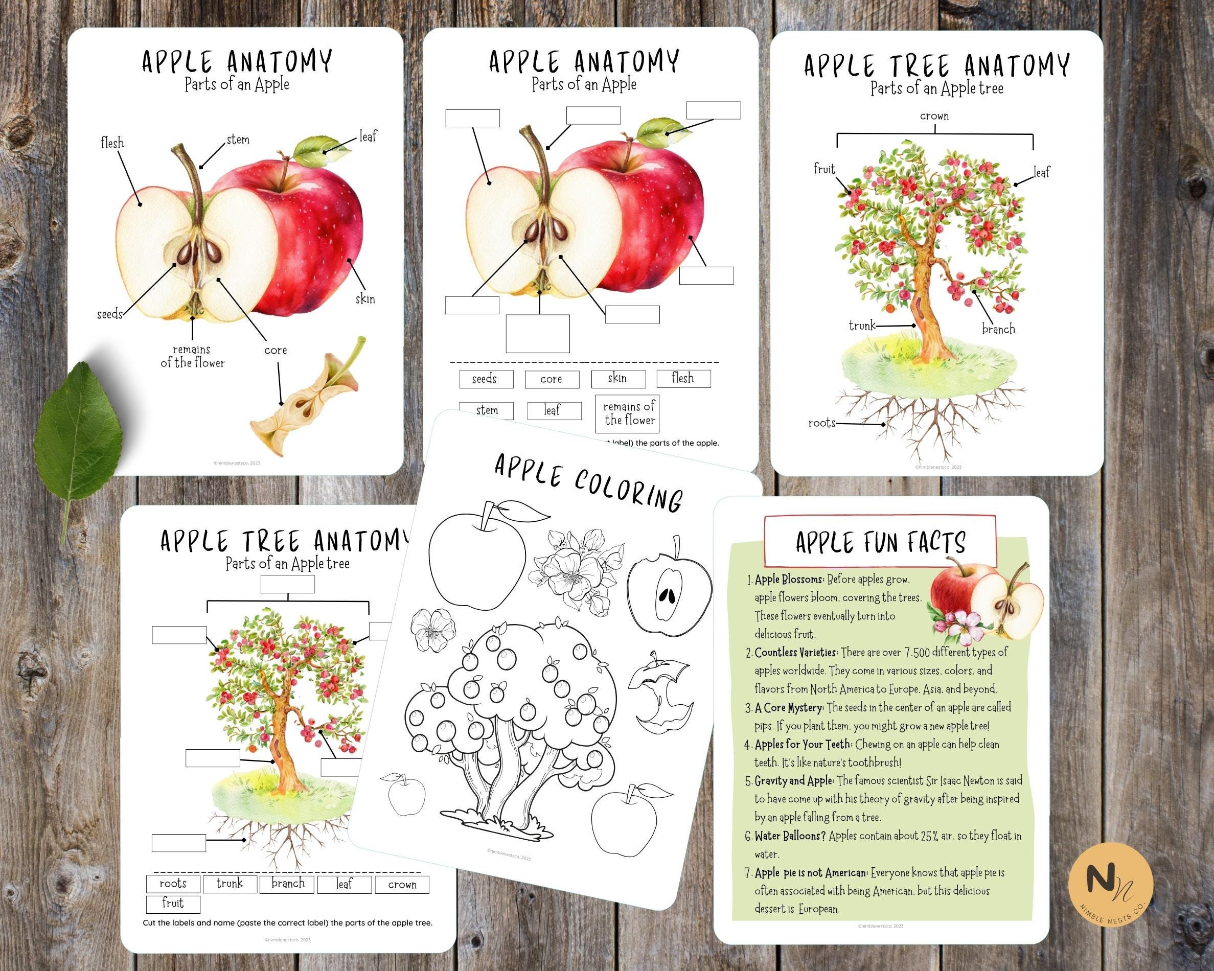 Apple Anatomy & Life Cycle Mini Study: Fall Kids Activity (PDF) - Etsy