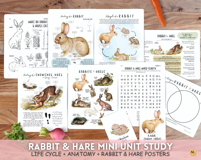 Rabbit & Hare Spring Nature Study: Anatomy, Lifecycle (PDF) - Etsy