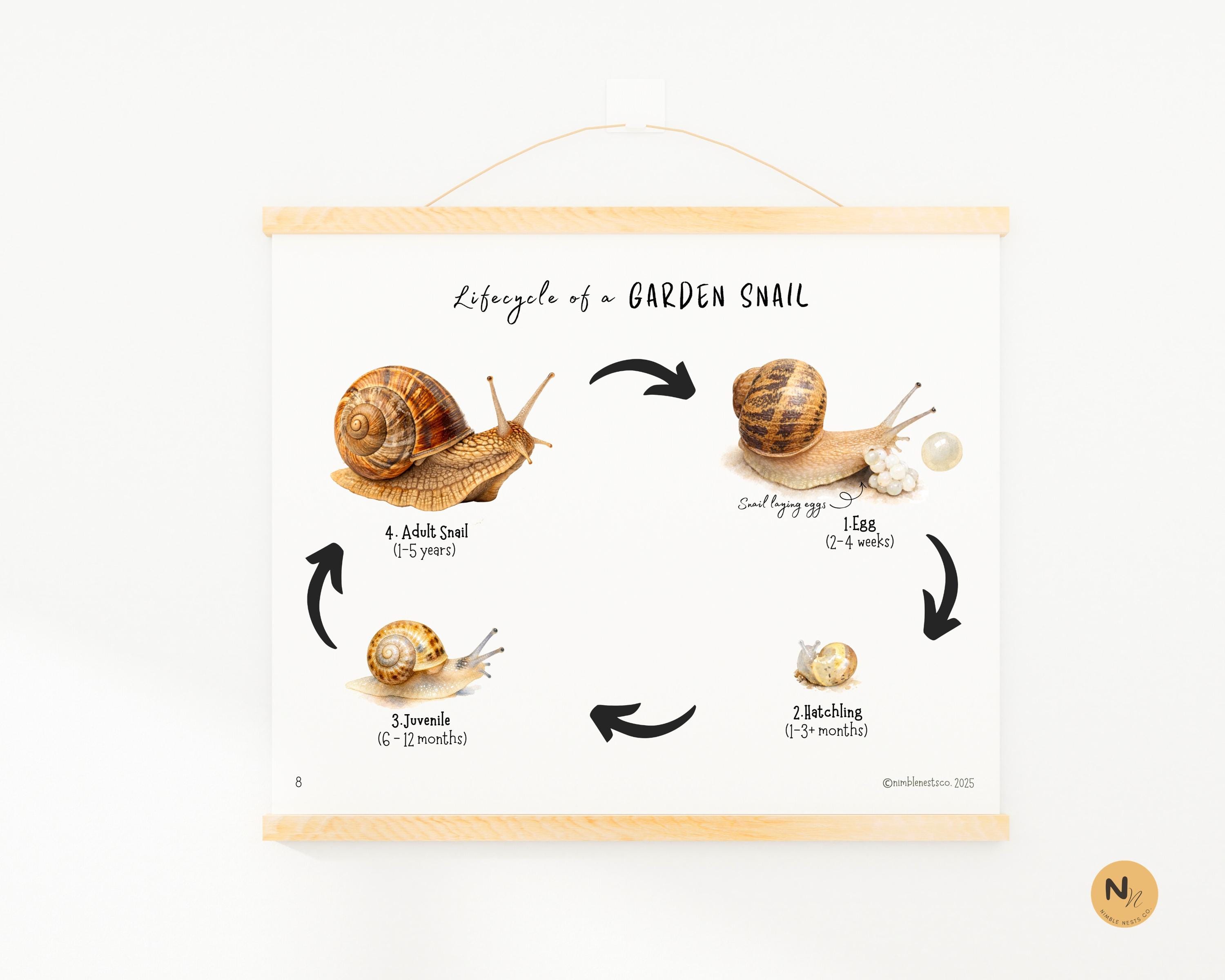 Snail & Slug Unit: Snail Anatomy and Lifecycle, Mollusk Unit Study ...