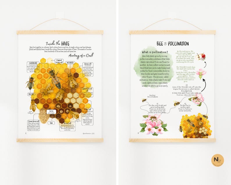 Honey Bee Unit Study: Bee Lifecycle, Anatomy & Pollination (PDF) - Etsy