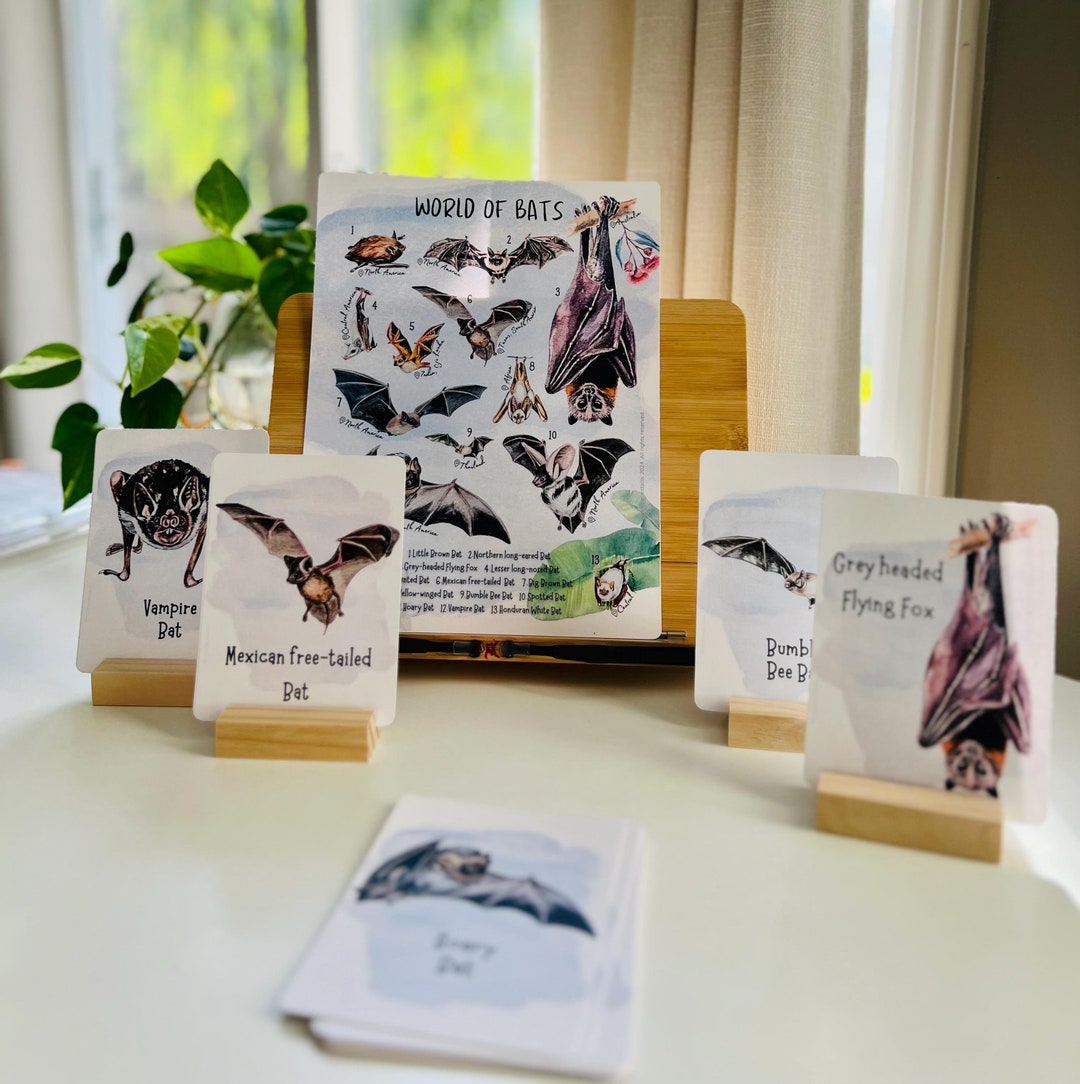 Bat Cards,bat Species Poster,fall Nature Study Cards,bat Identification ...