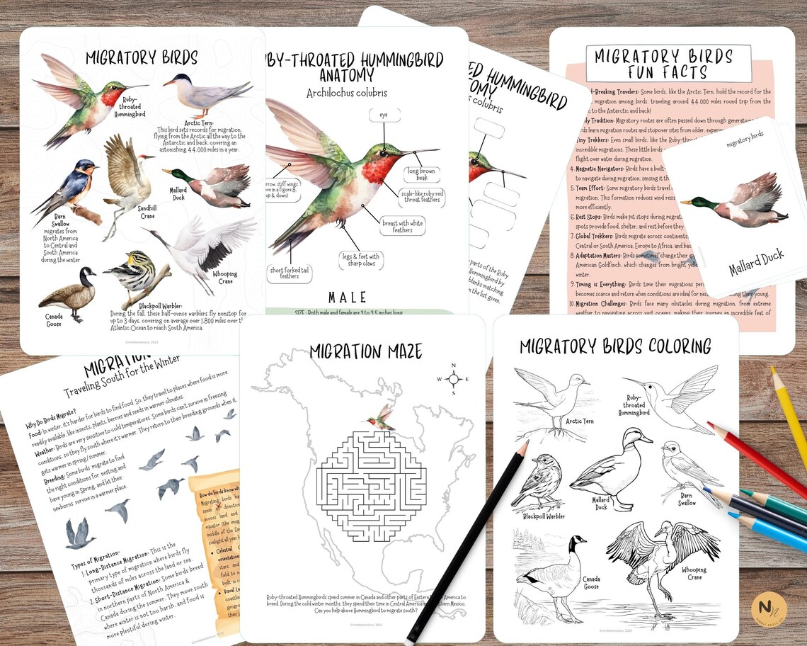Birds in Winter, Birds Mini Study, Migratory Birds, Winter Birds ...
